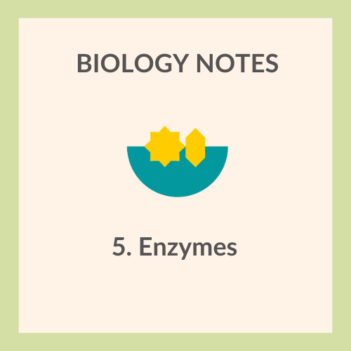 Study Notes | IGCSE Biology 0610 | 5. Enzymes – StudyBuddy