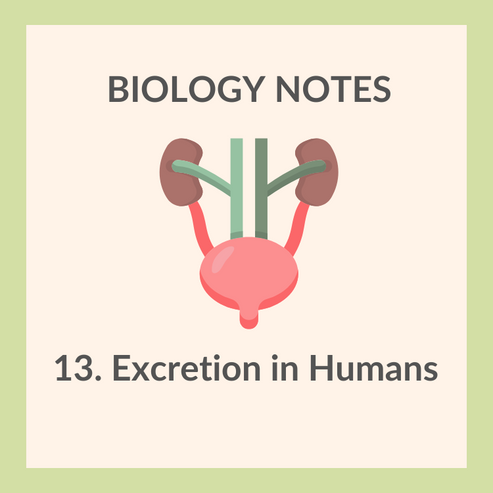 Study Notes | IGCSE Biology 0610 | 13. Excretion in Humans – StudyBuddy
