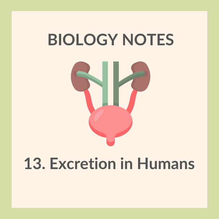 Study Notes | IGCSE Biology 0610 | 13. Excretion in Humans – StudyBuddy